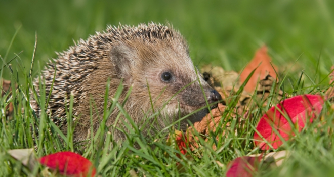 Top tips for a more nature friendly garden | Property Reporter